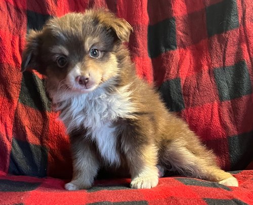 Toy/Teacup Aussies for sale — Circle K Farms -Teacup-Tiny Toys-Toys and ...