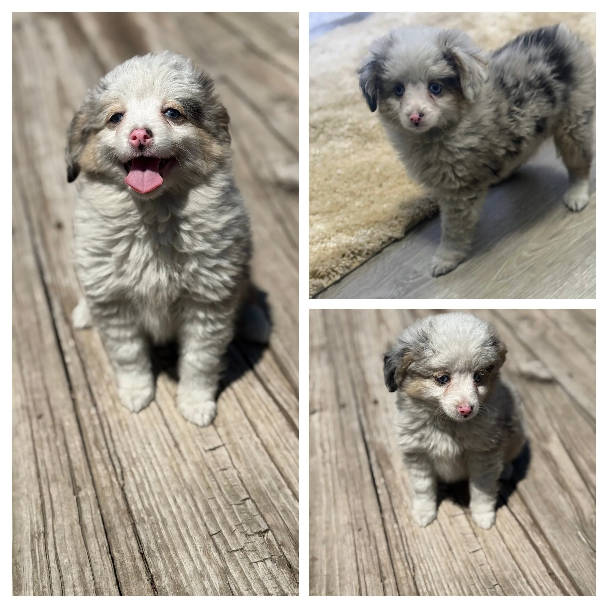 Toy/Teacup Aussies for sale — Circle K Farms -Teacup-Tiny Toys-Toys and ...