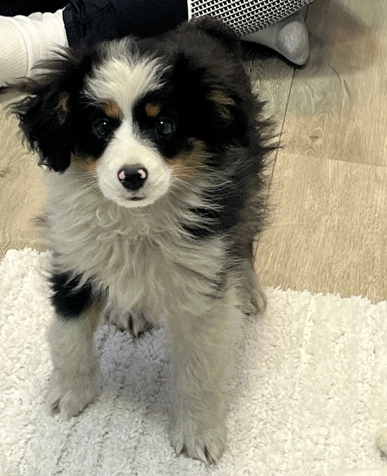 Toy/Teacup Aussies for sale — Circle K Farms -Teacup-Tiny Toys-Toys and ...