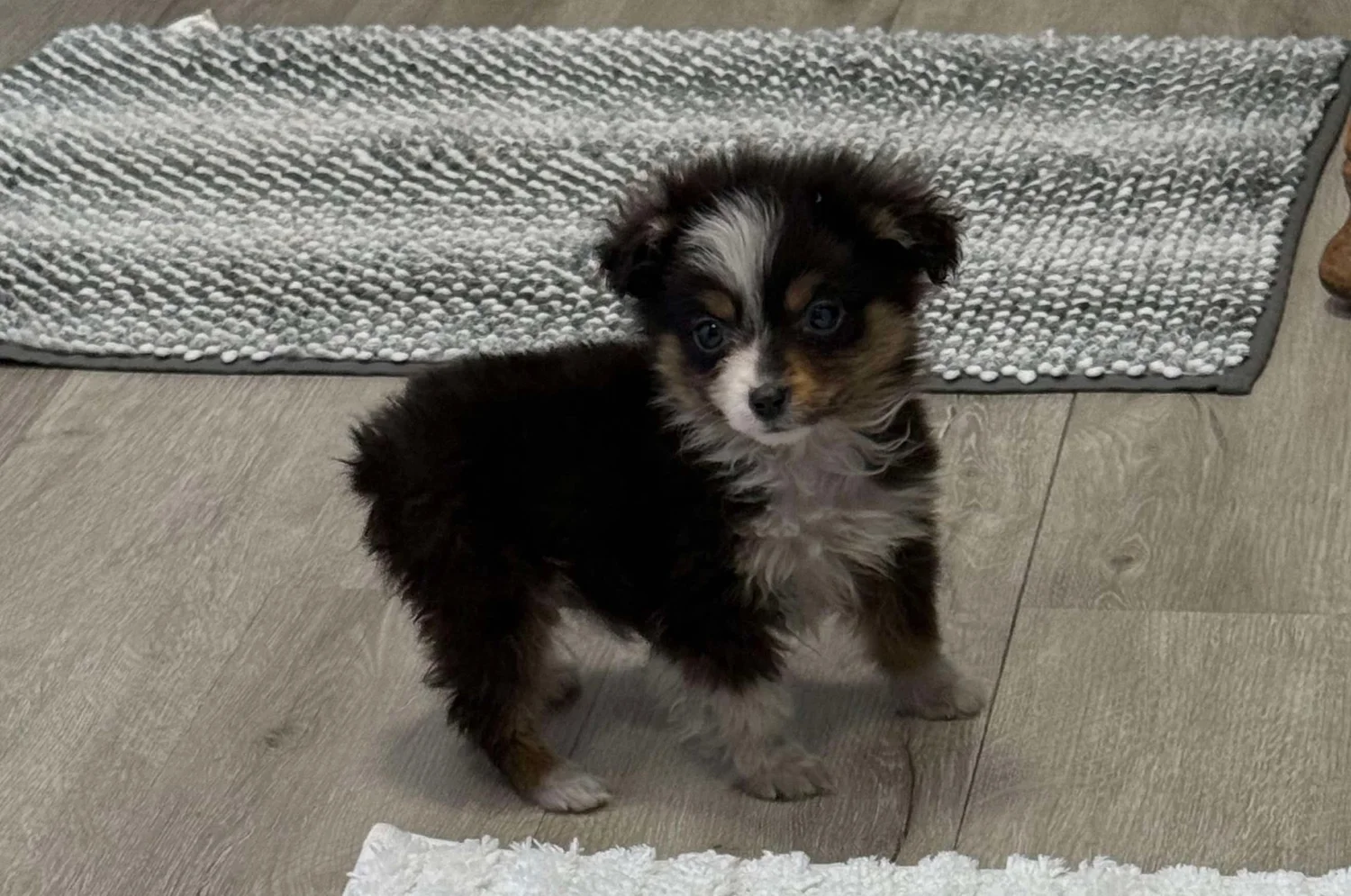 Toy/Teacup Aussies for sale — Circle K Farms -Teacup-Tiny Toys-Toys and ...