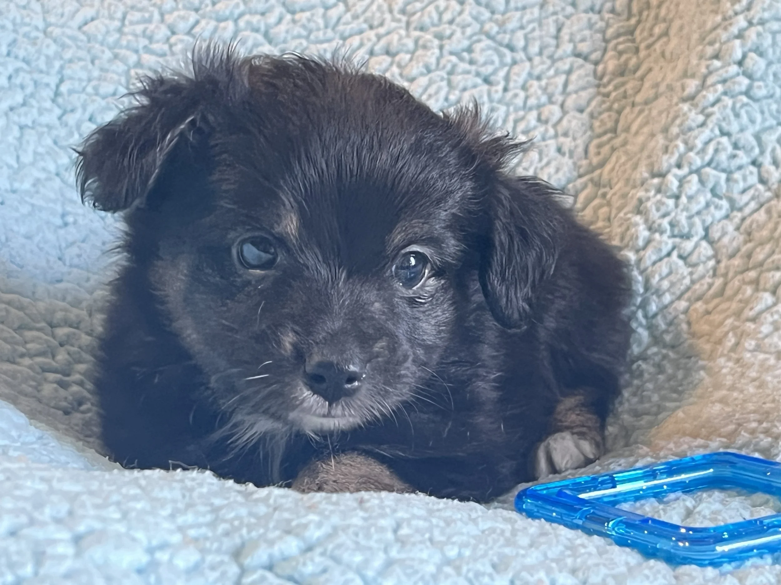 Toy/Teacup Aussies — Circle K Farms -Teacup-Tiny Toys-Toys and ...