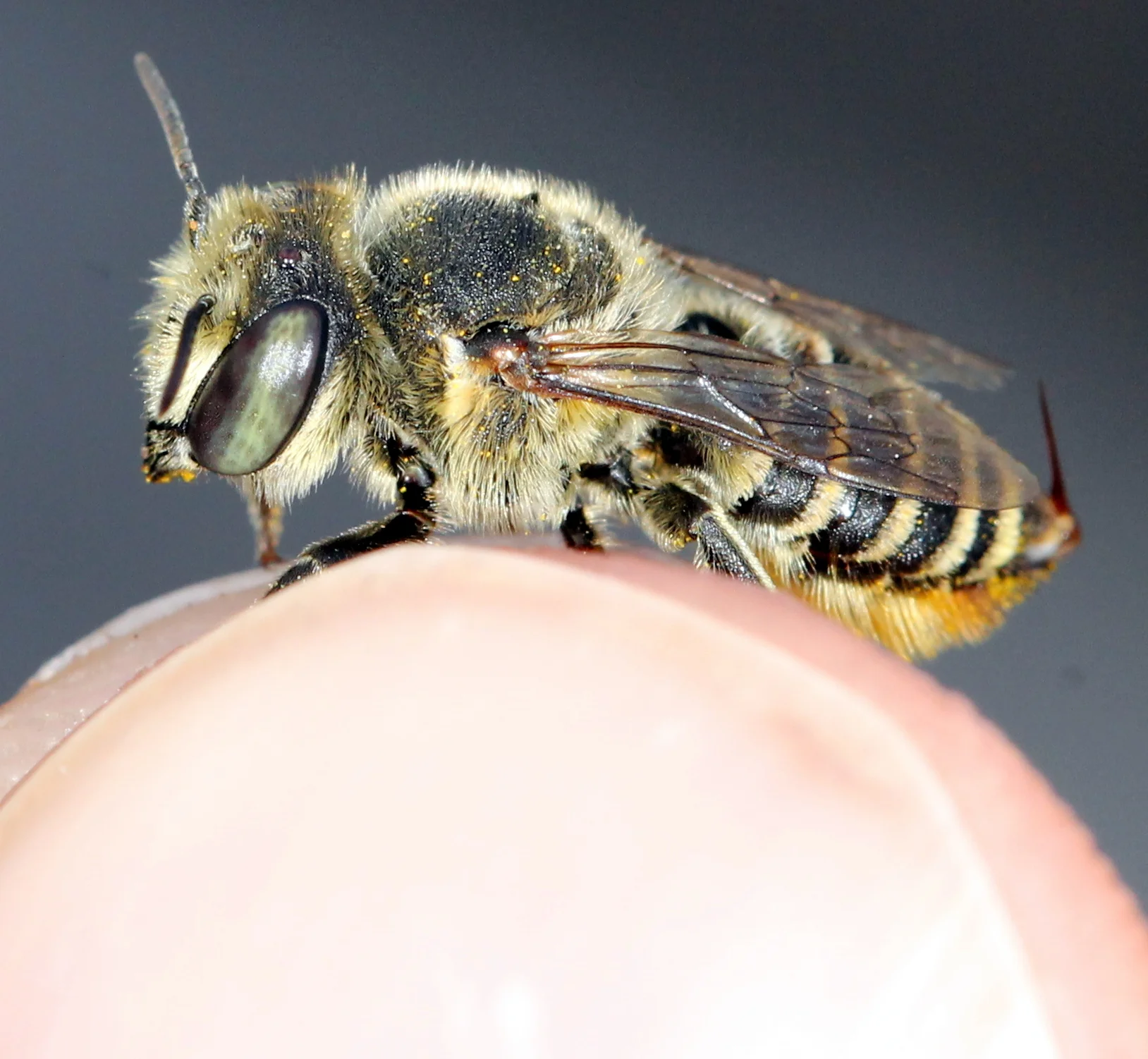 Invertebrate Behaviour and Ecology Lab