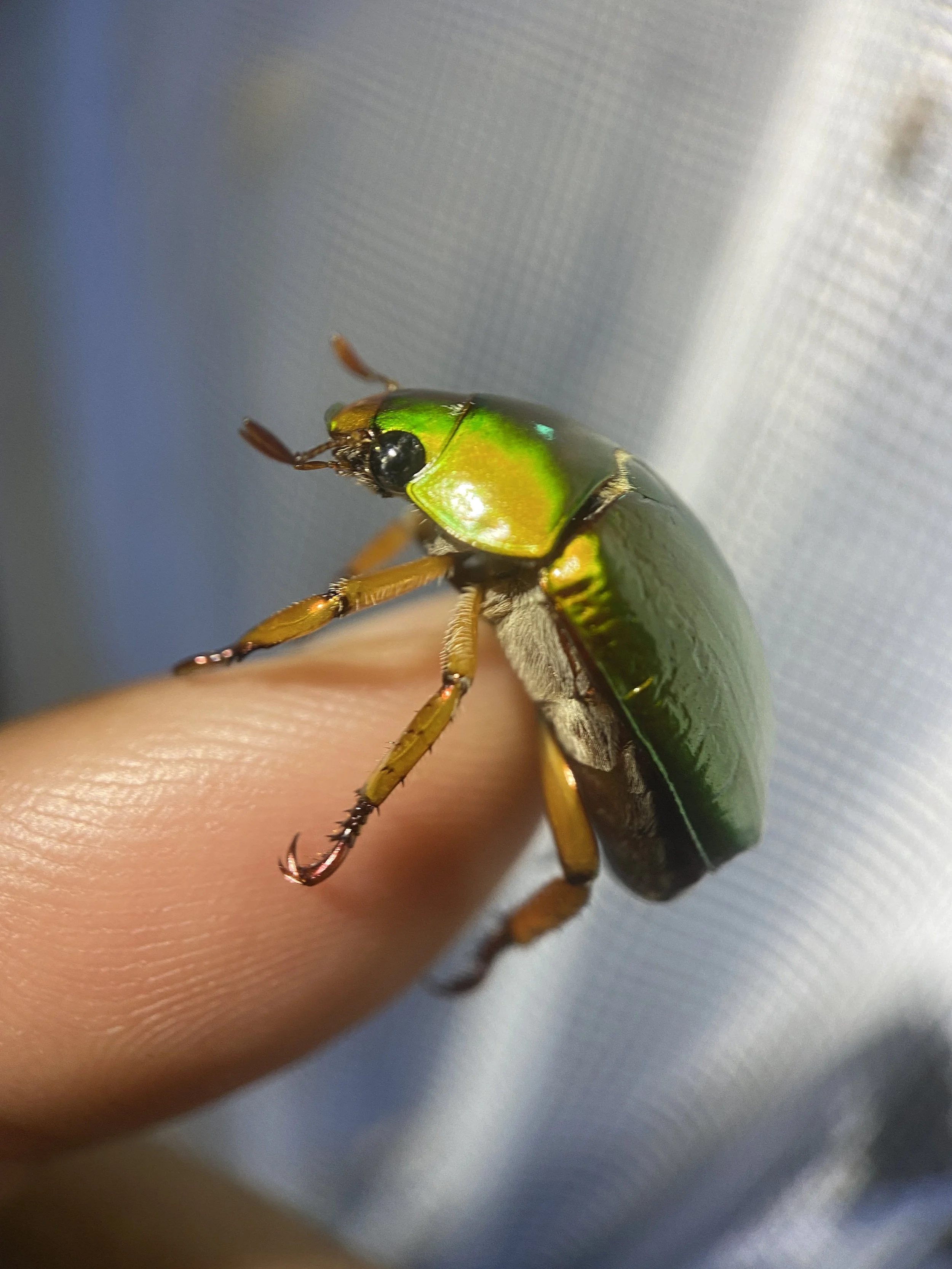 Where have the Christmas Beetles gone? — Invertebrate Behaviour ...