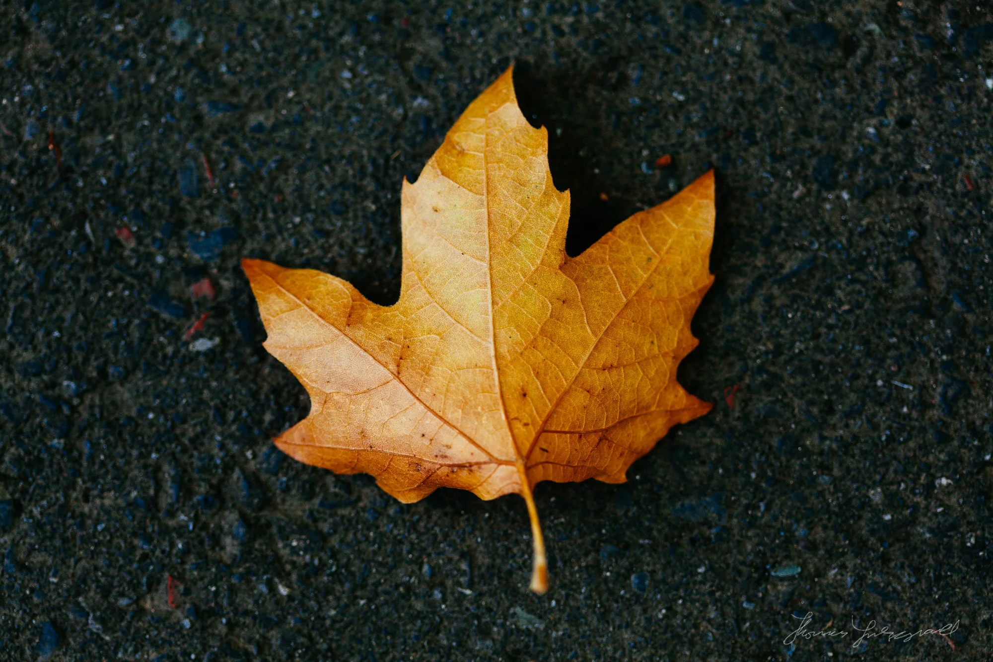 Autumn Leaves Photography Autumn Leaves Photography