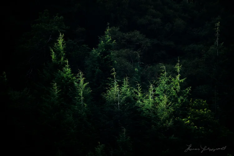 Using Canon Lenses on a Sony A72 with Version 3 Firmware — Thomas ...