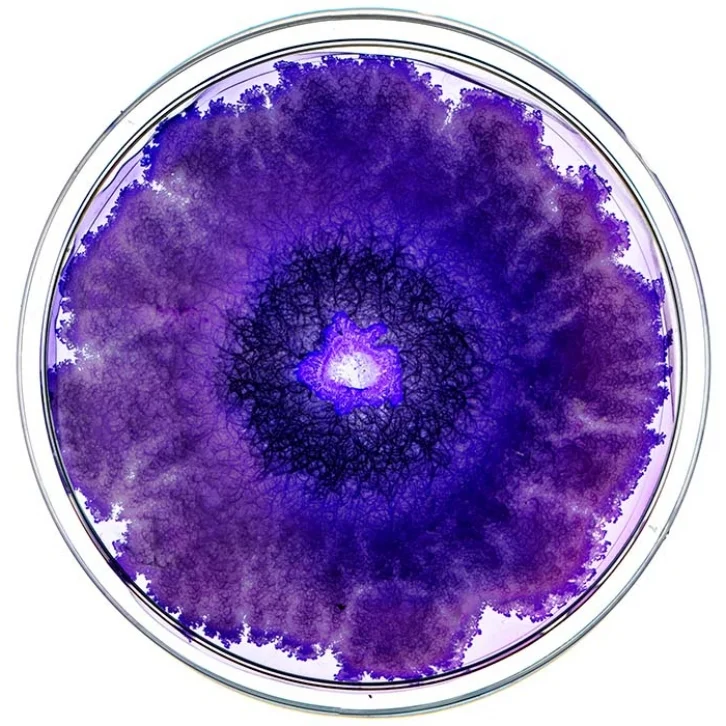 Bacteria gallery — Tal Danino Art