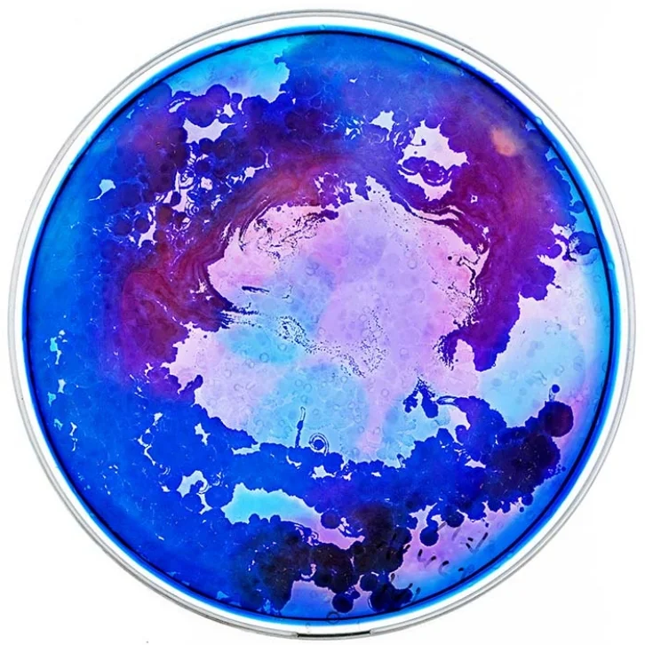 Bacteria gallery — Tal Danino Art
