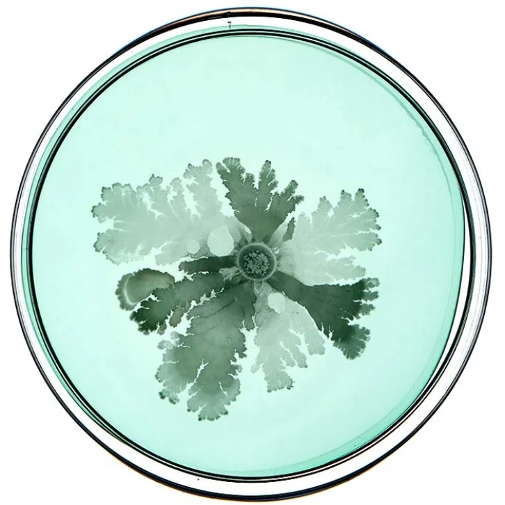 Bacteria gallery — Tal Danino Art