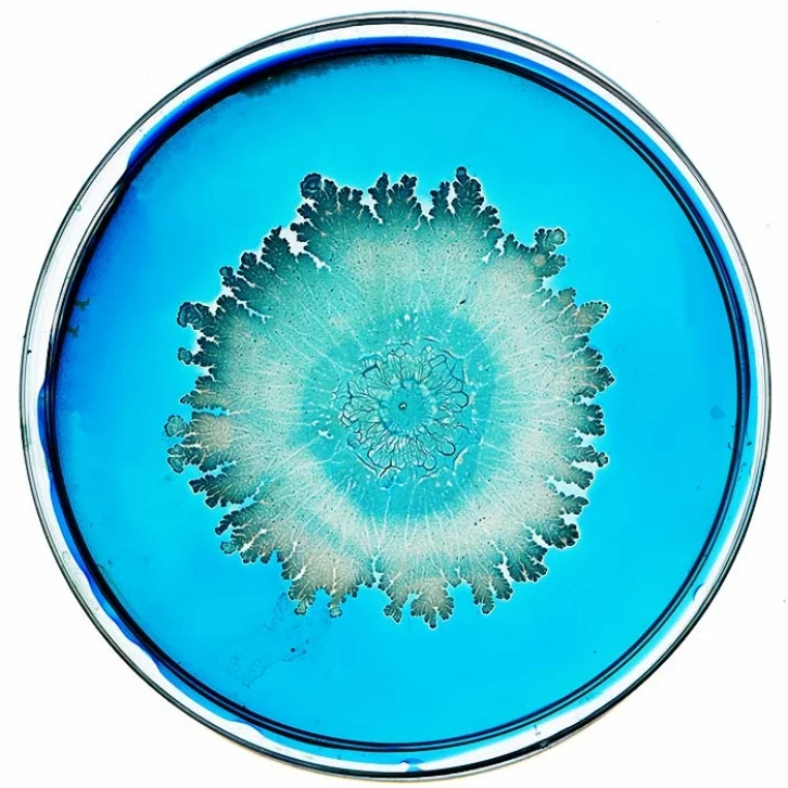 Bacteria gallery — Tal Danino Art