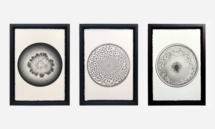 Fossils — Tal Danino Art