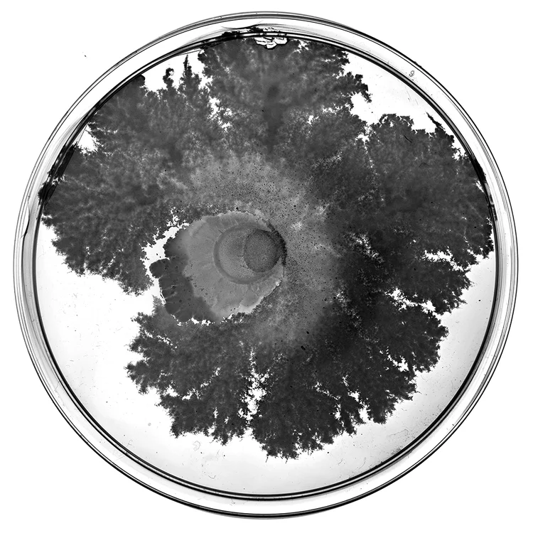 Fossils — Tal Danino Art