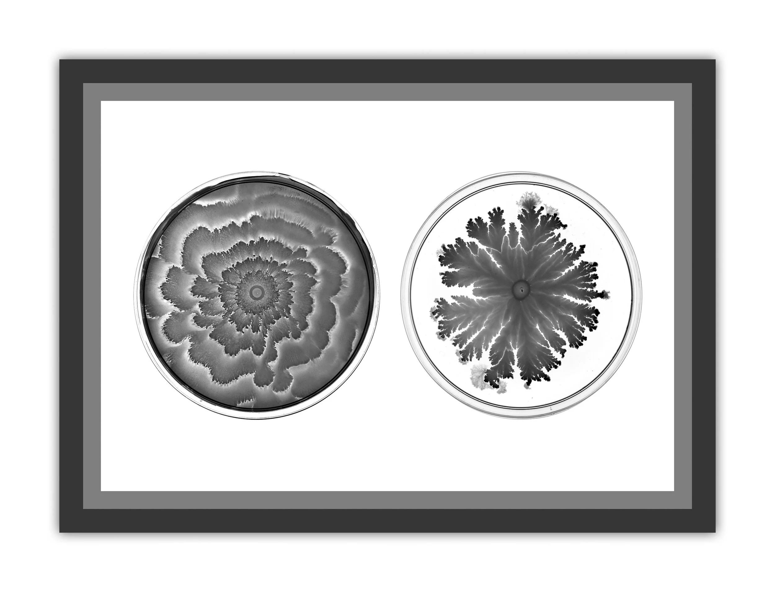 Fossils — Tal Danino Art