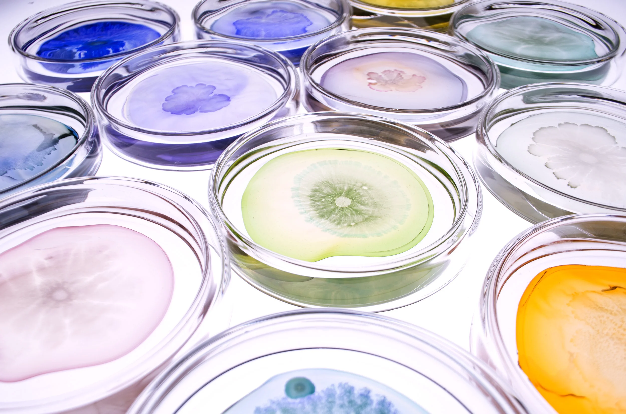 Bacteria gallery — Tal Danino Art