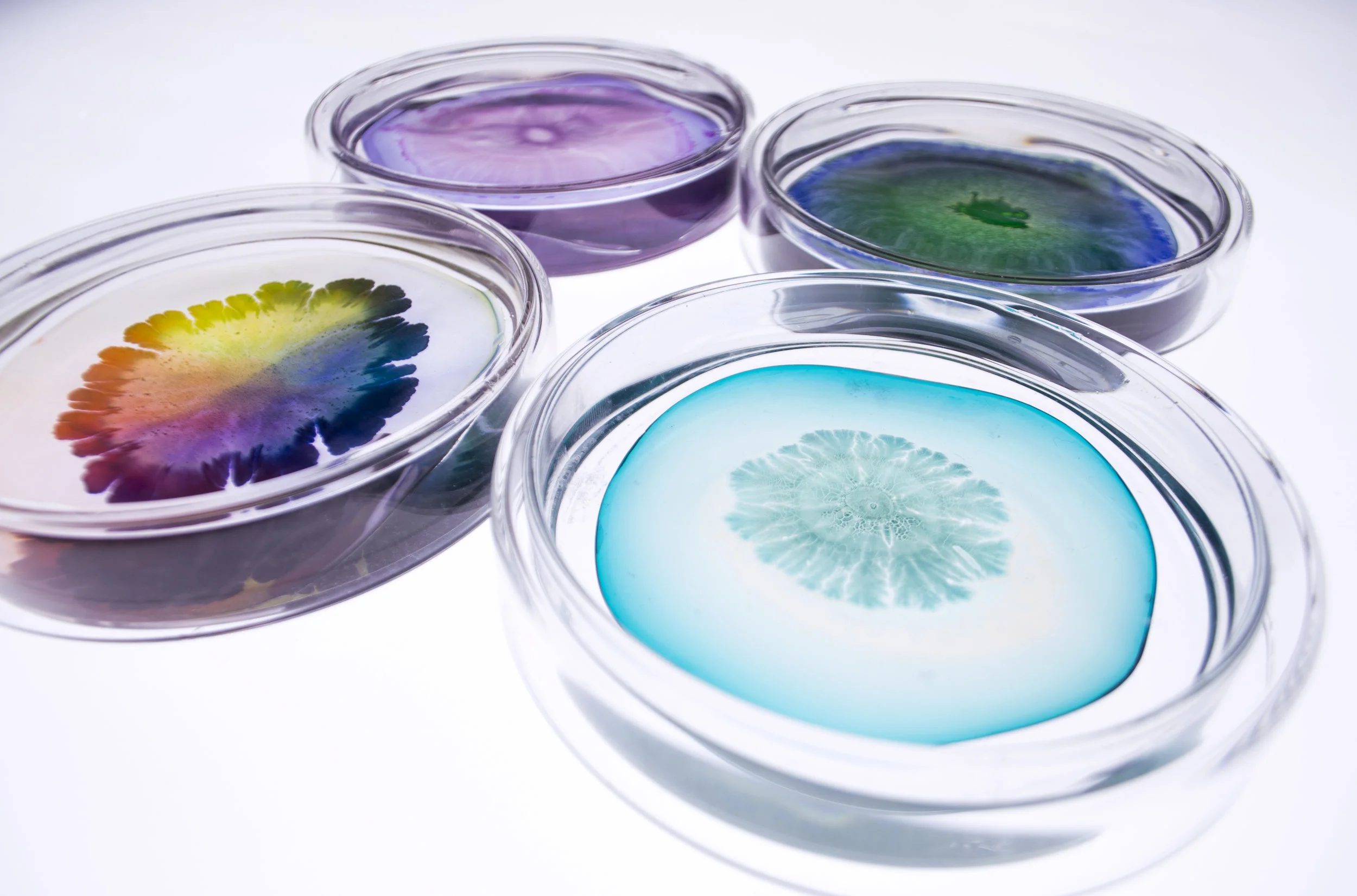 Bacteria gallery — Tal Danino Art