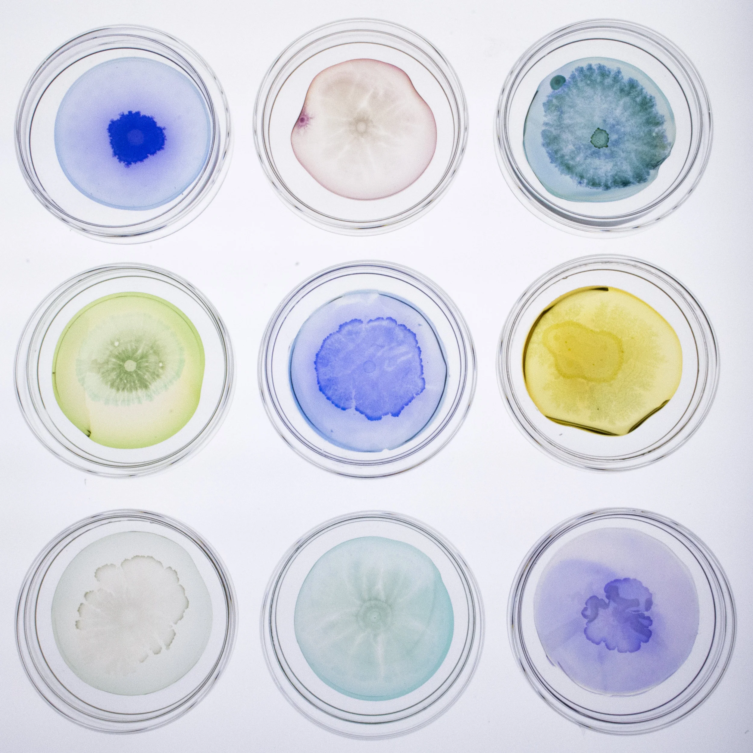 Bacteria gallery — Tal Danino Art
