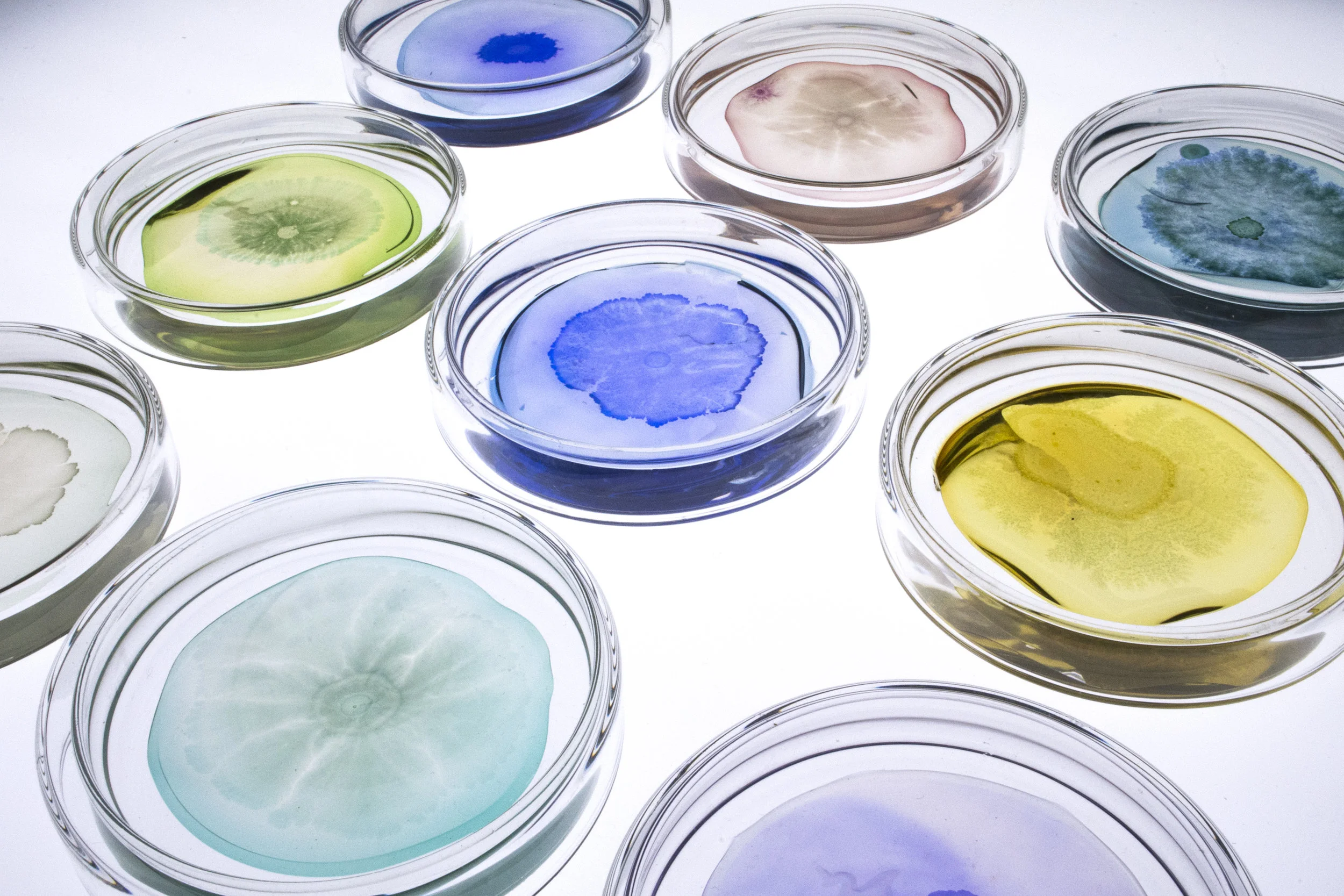 Bacteria gallery — Tal Danino Art