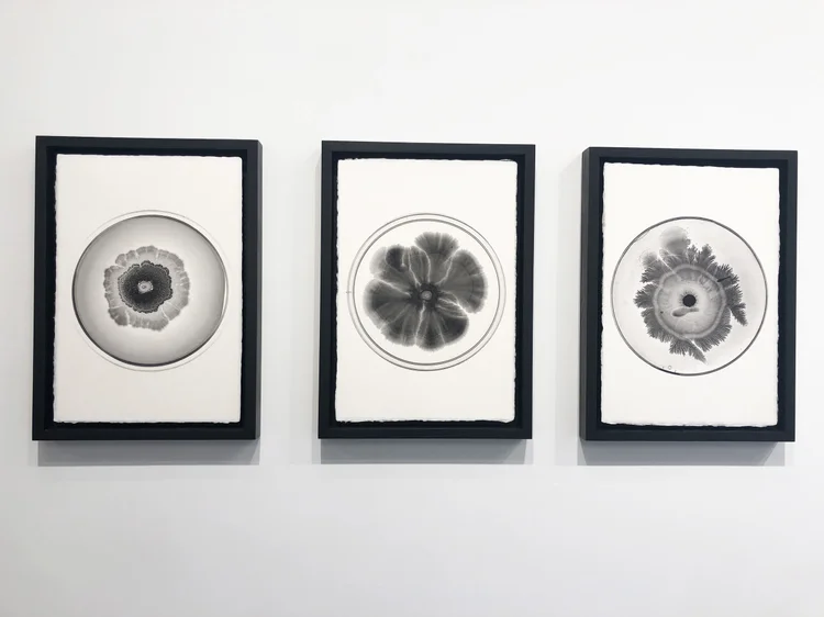 Fossils — Tal Danino Art