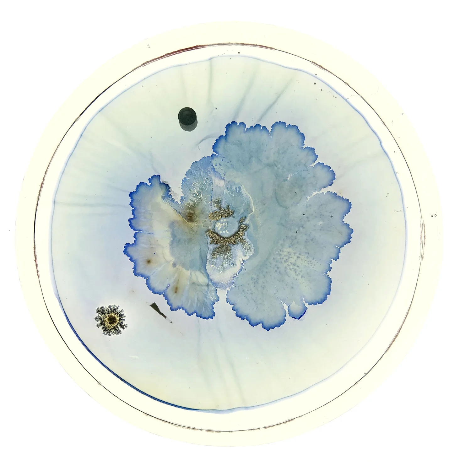 Transcrobial — Tal Danino Art