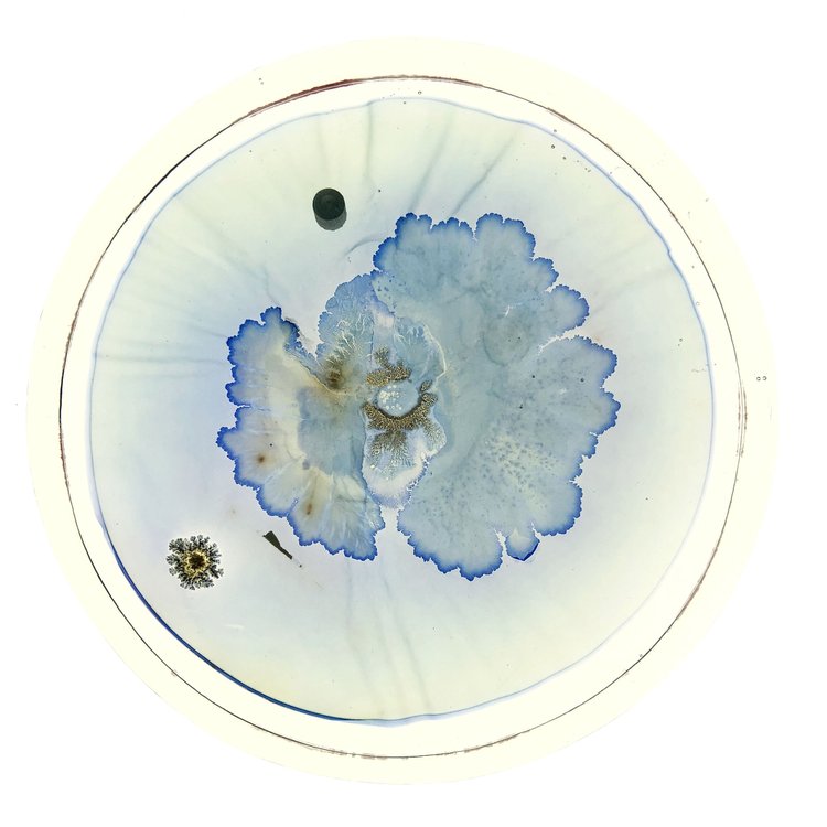 Transcrobial — Tal Danino Art