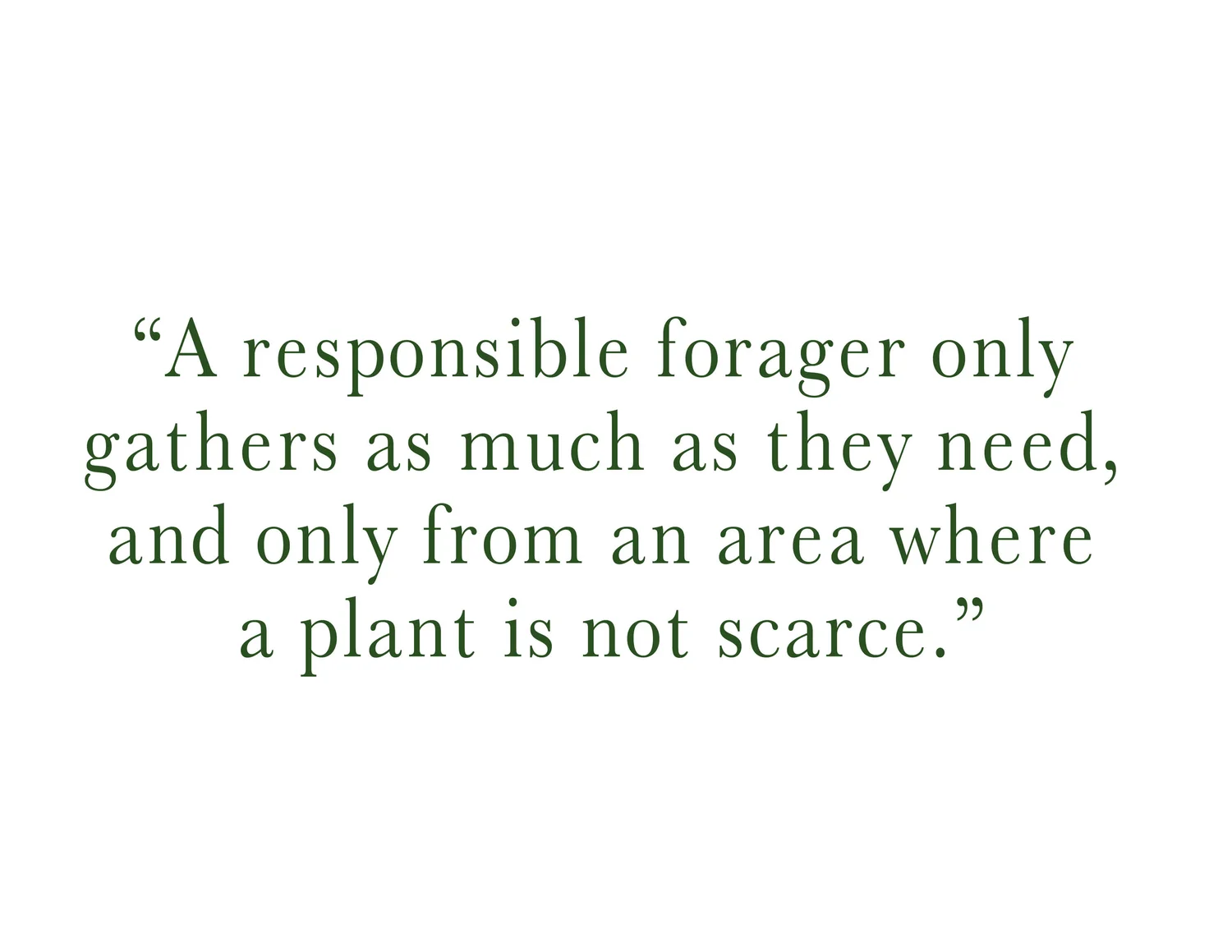 Foraging, A Conversation With Liz Knight Author of 'Forage: Wild Plants ...