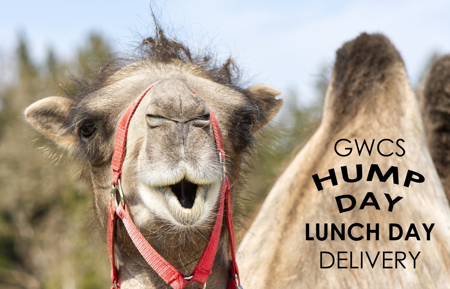 Hump Day Camel April Fools