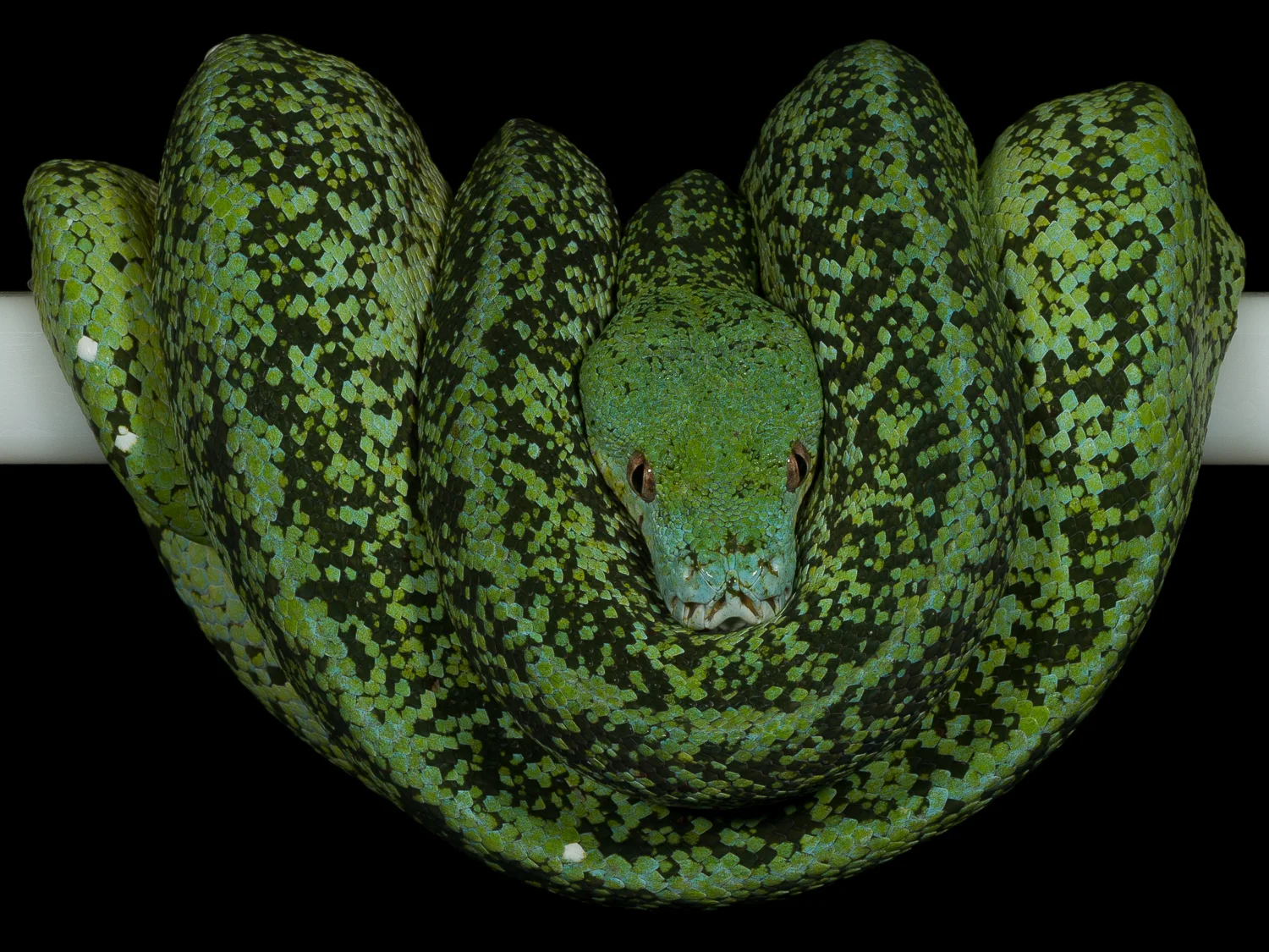 Collection — Vibrant Viridis, LLC