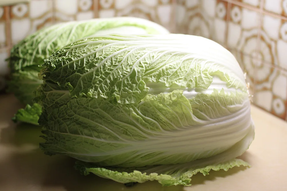 napa cabbage kimchit-square in the kitchen