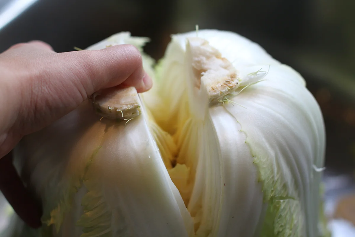 napa cabbage kimchit-square in the kitchen