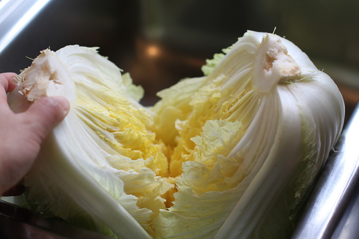 napa cabbage kimchit-square in the kitchen
