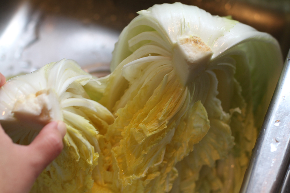 napa cabbage kimchit-square in the kitchen