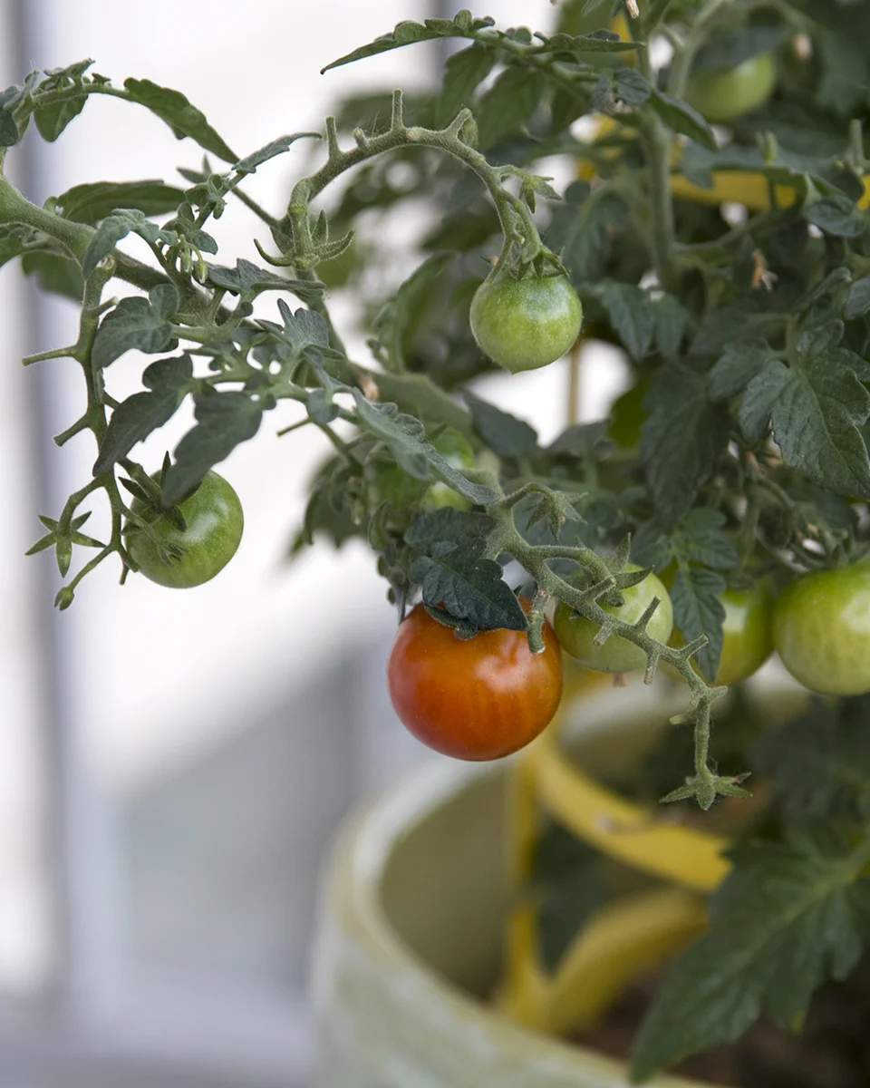 tomatoes from my balcony gardent-square in the kitchen