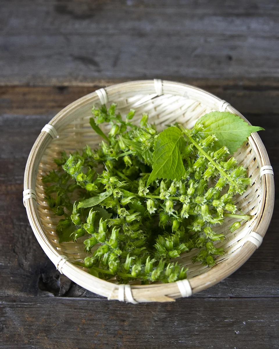 fried perilla flowerst-square in the kitchen