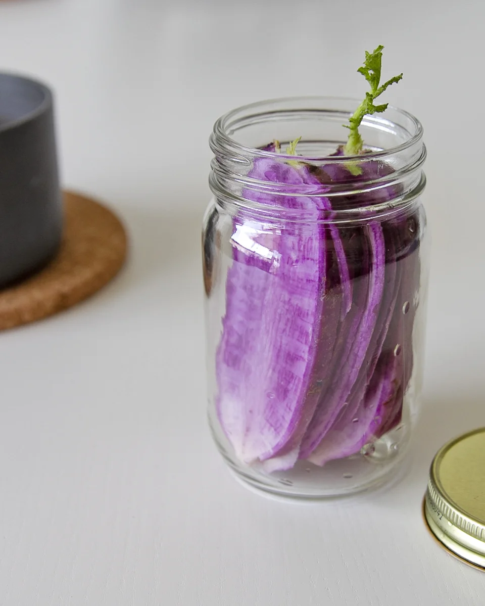 purple radish picklet-square in the kitchen