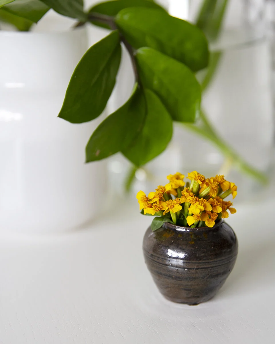 mexican taragon flowerst-square in the kitchen