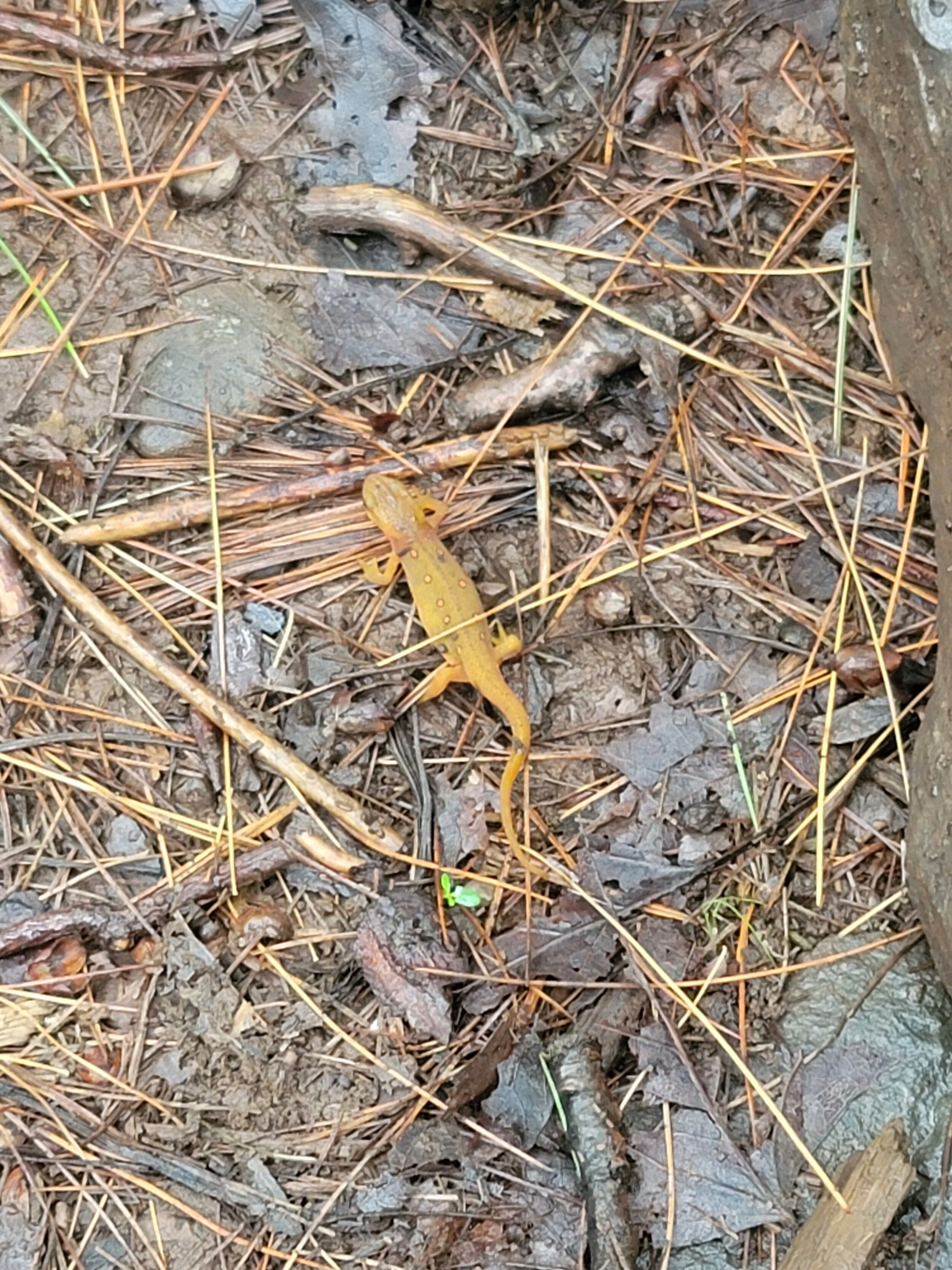 eastern catskills getaway house & kaaterskill fall, new york - july ...