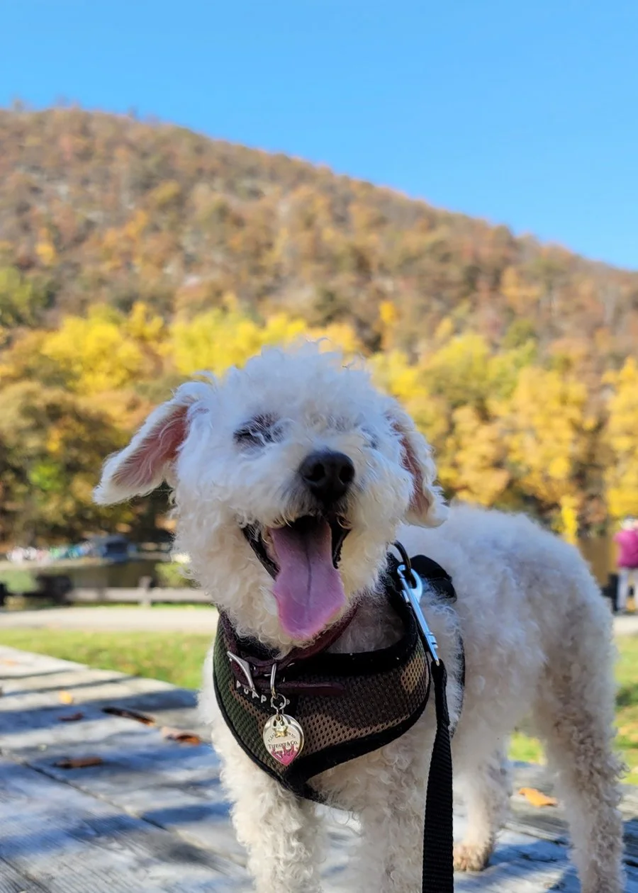 bear mountain state park, new york - october 2023t-square in the kitchen