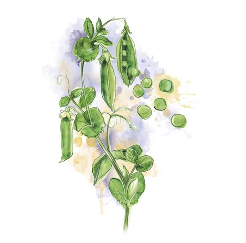 Andrea Turvey Illustration