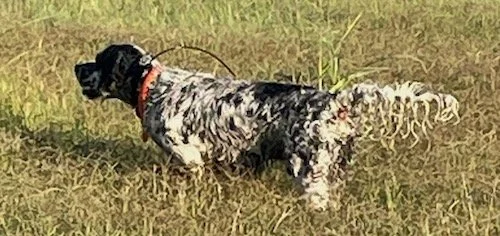 Your Dog on a Whiskey Glass: Handmade, Mouthblown Custom Barware ...