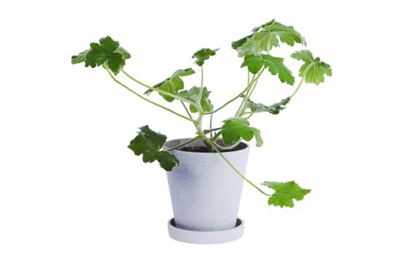 10 of the best plant pots - Design Hunter