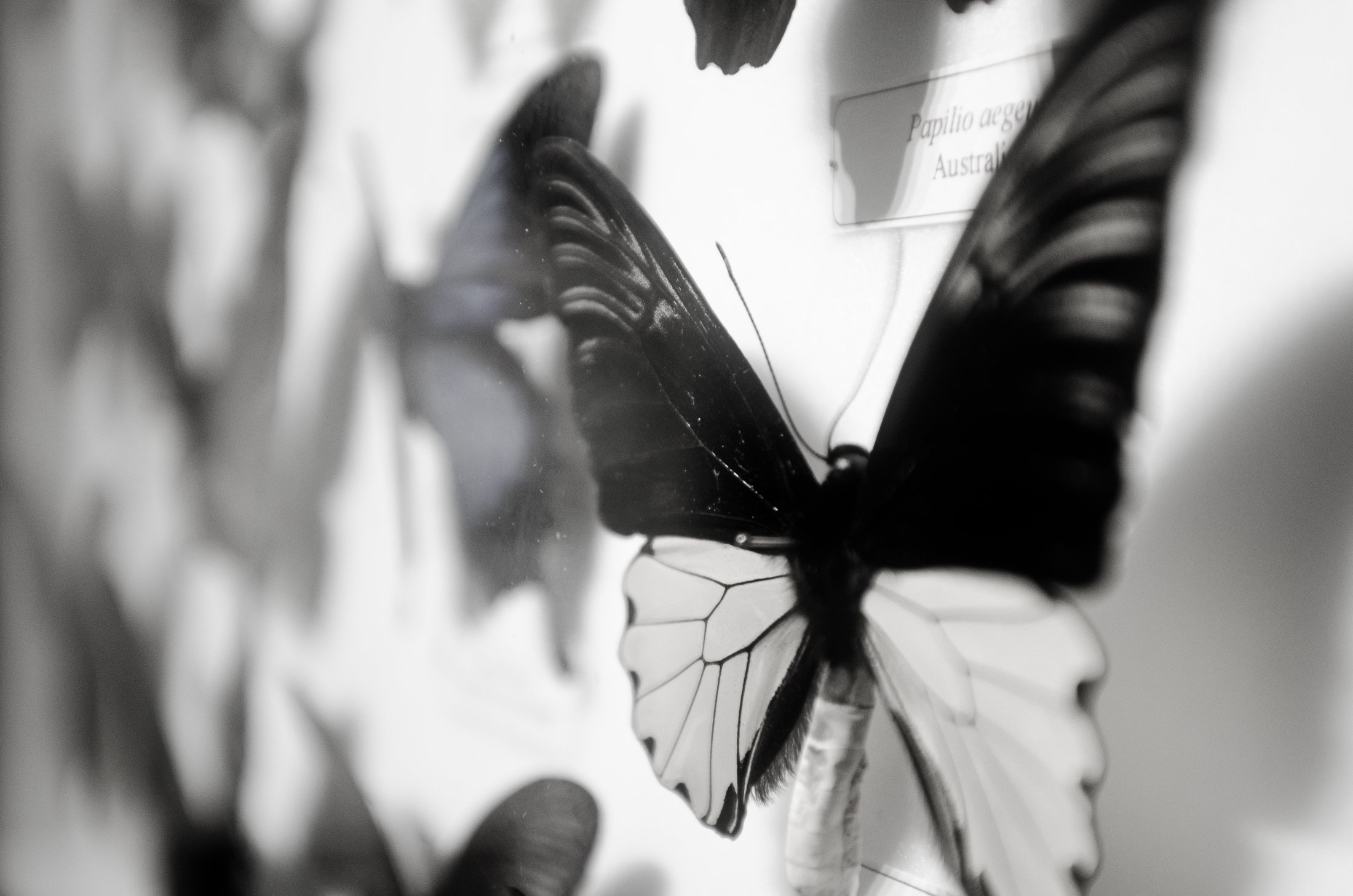 source adage fragrances