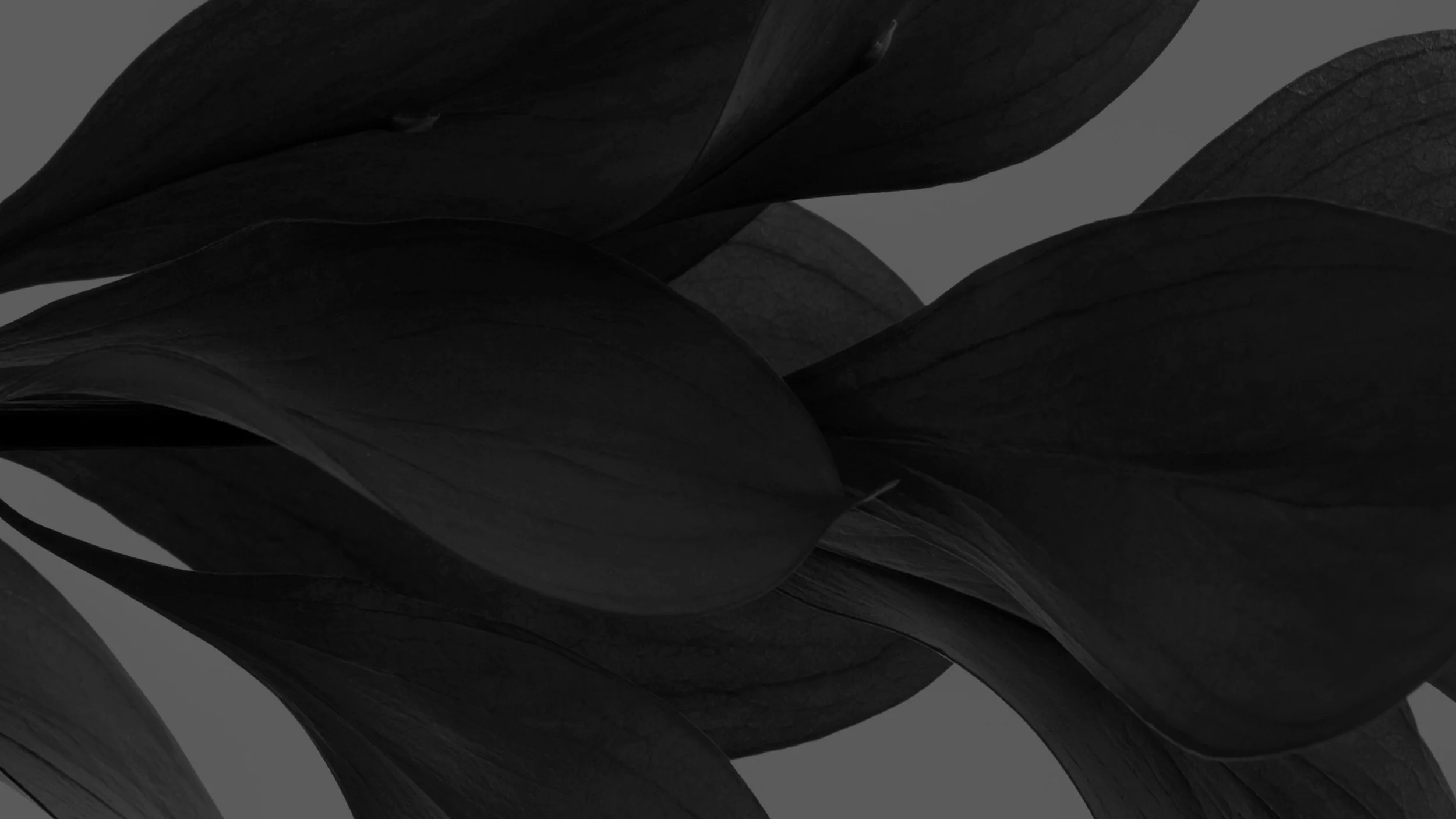 source adage fragrances