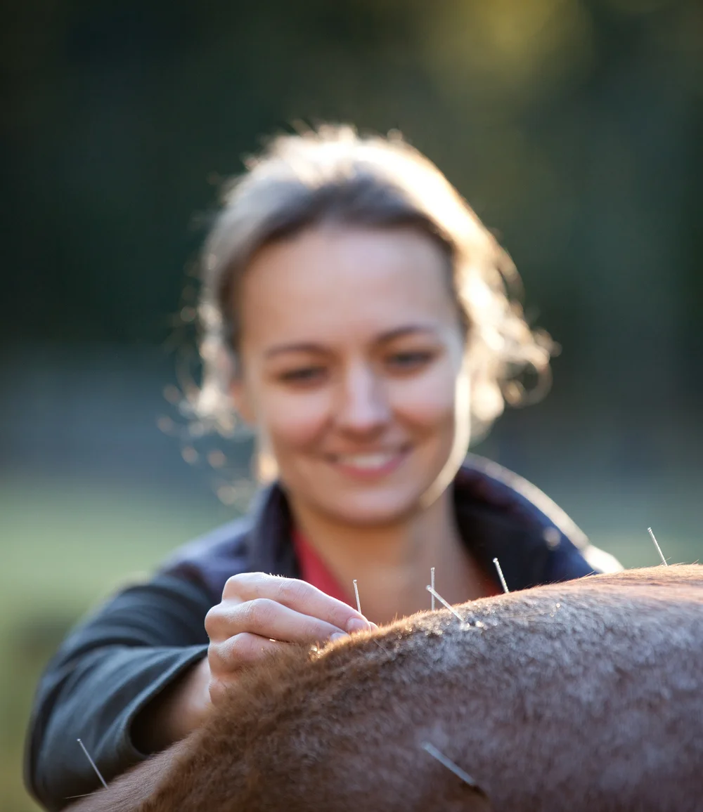 Balanced Horse Veterinary Service, PLLC