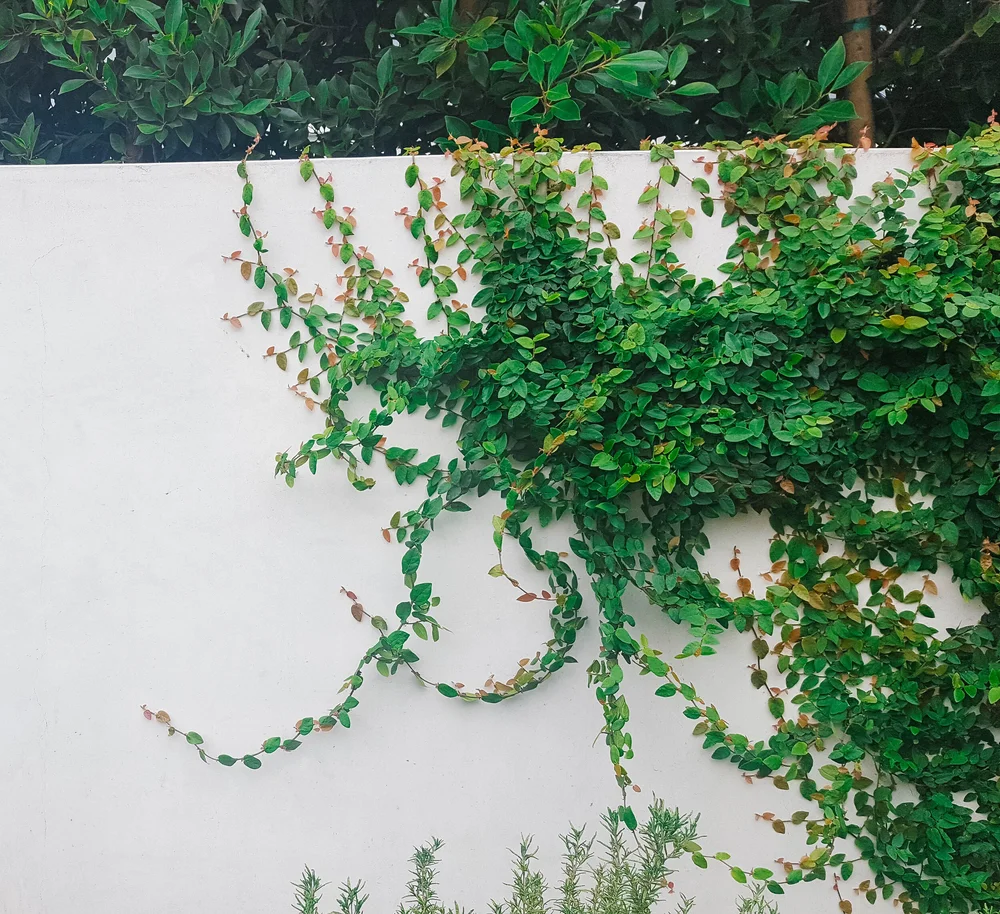 Clean Modern Green — Living Gardens Landscape Design