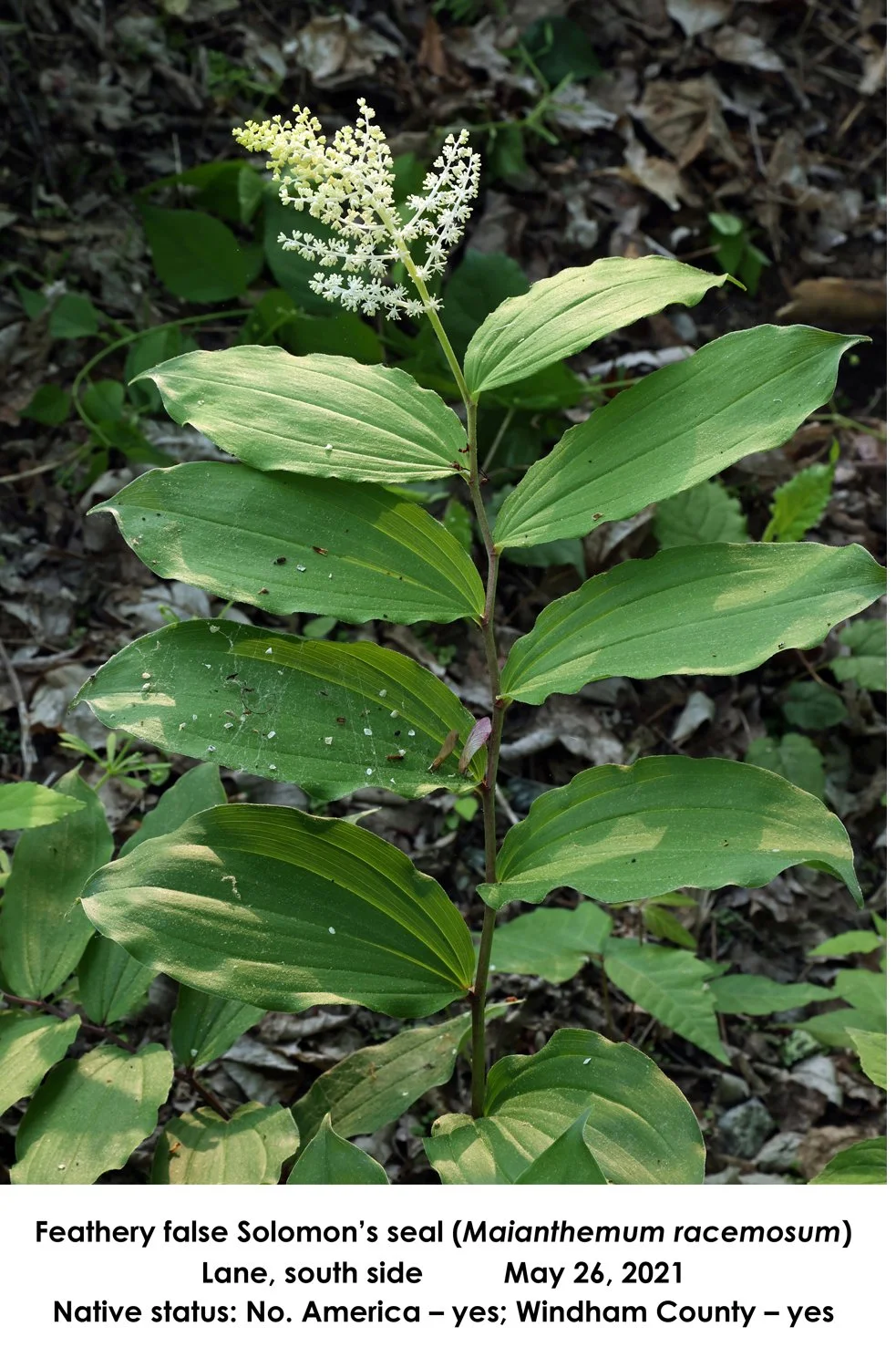 Ten Weeks at Trail Wood — Tom Ouellette Photography and Design