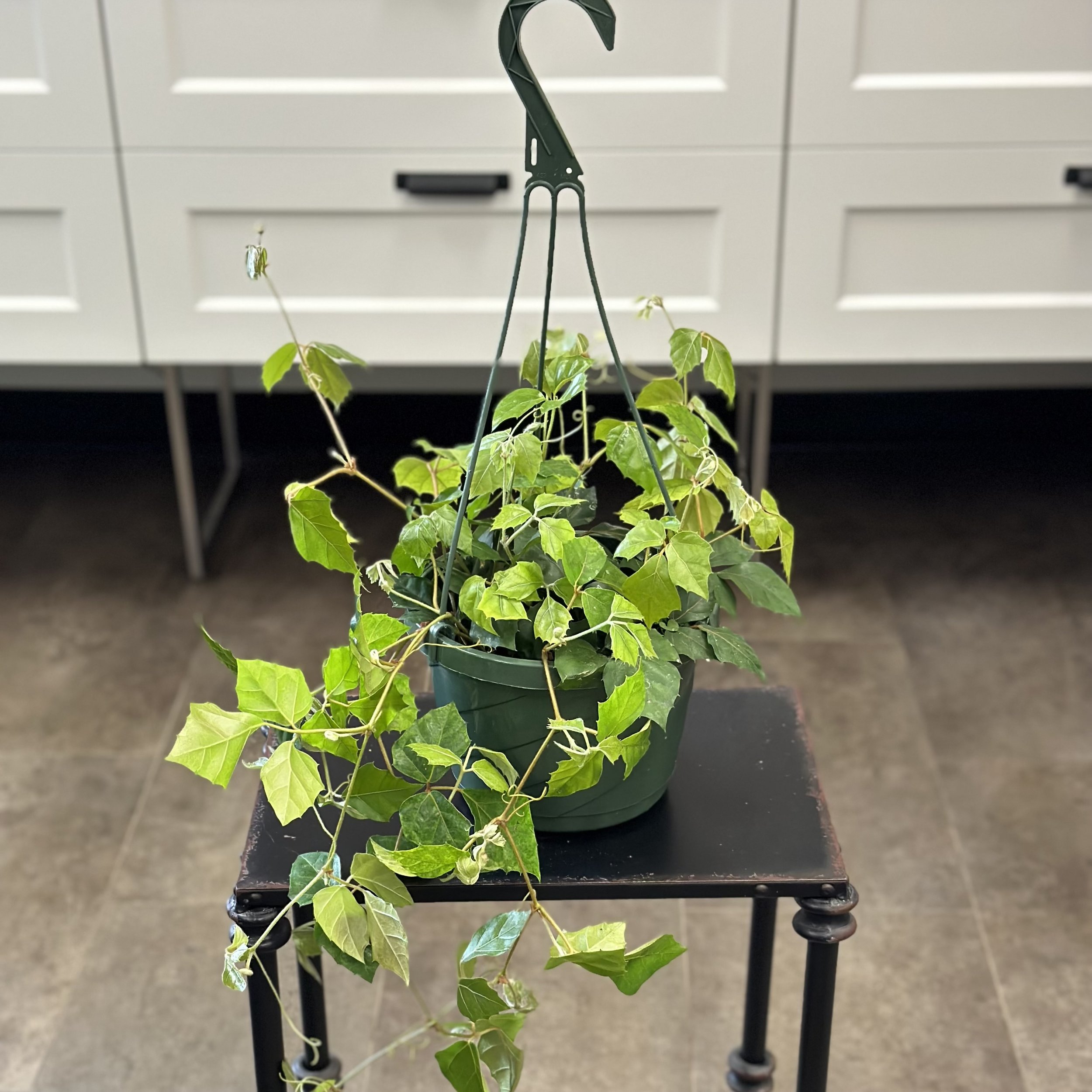 Plants — Wascana Flower Shoppe