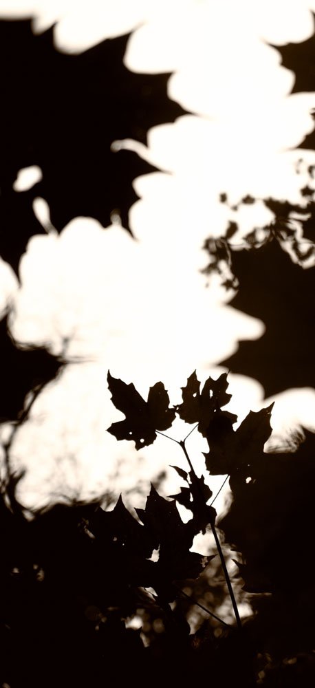 Elyse Shapiro Photography