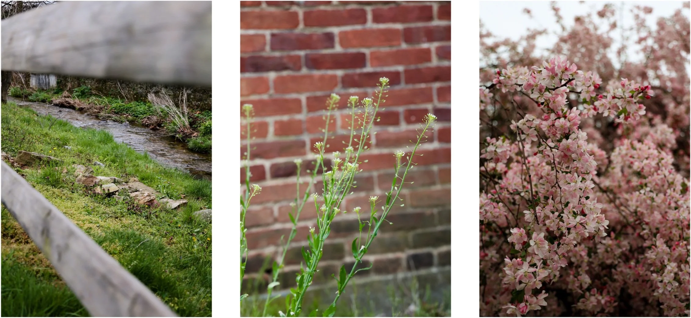 Mid-spring Reflections & Journal Prompts: Devotion & Trust — Stevie Storck