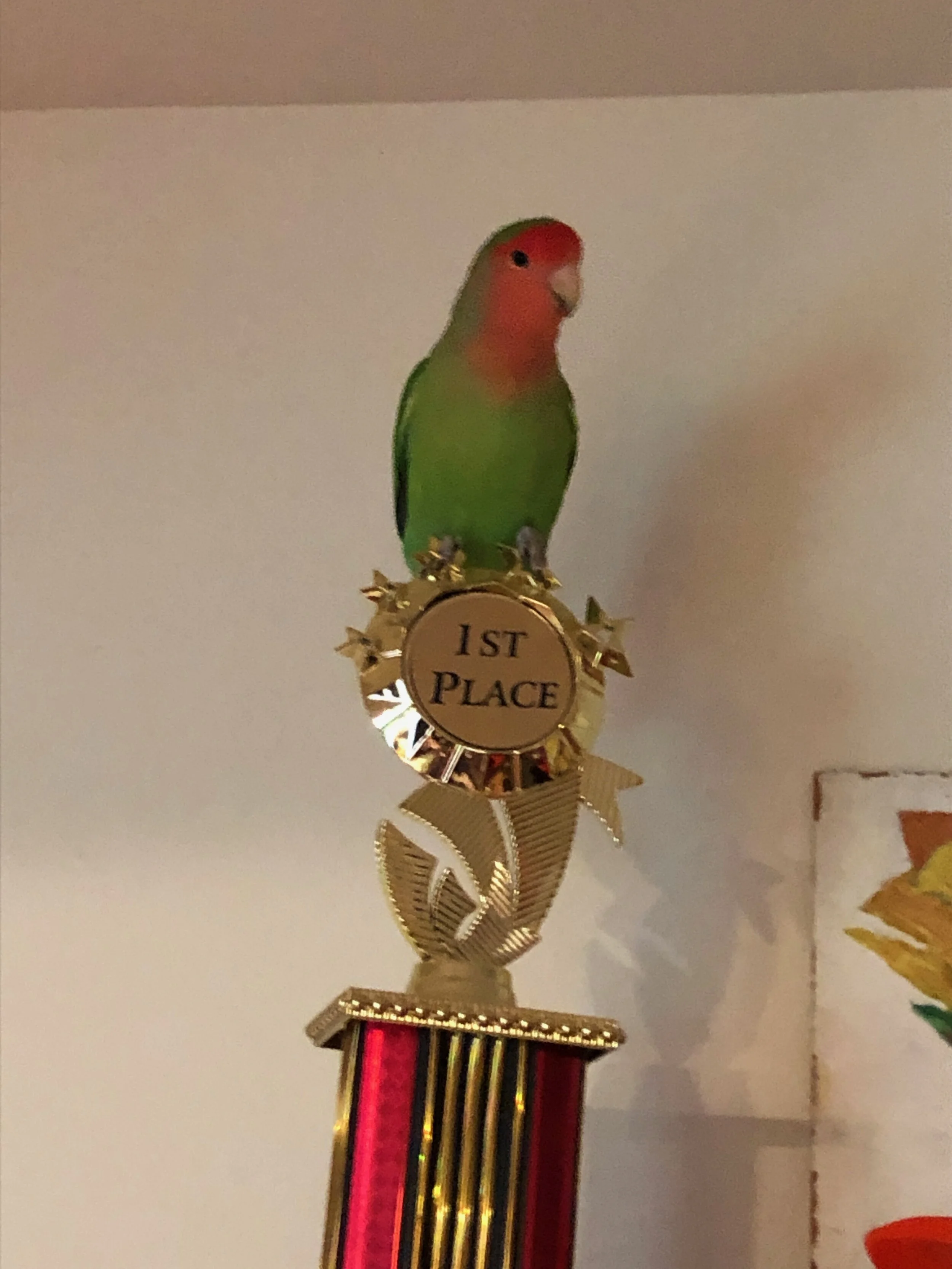 AMES CHILI CHAMP — SALTLICKERS