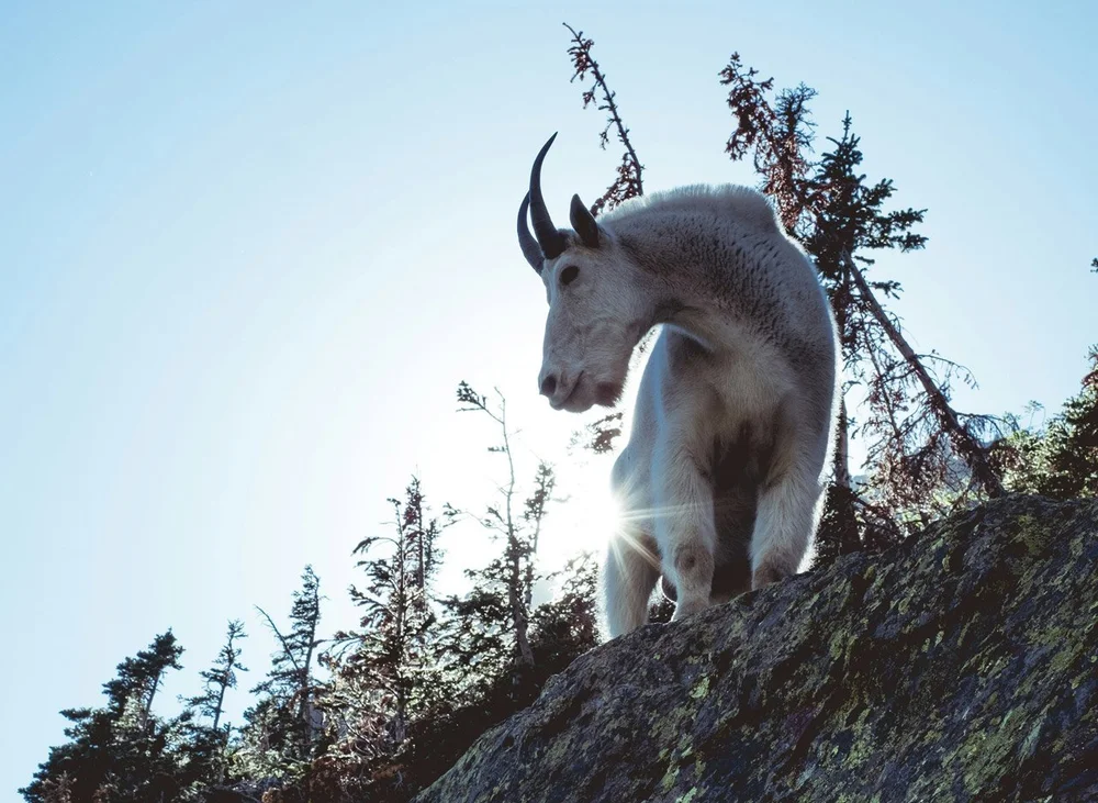 Mountain Goat Cumulative Effects Assessment — Zoetica™ Environmental ...