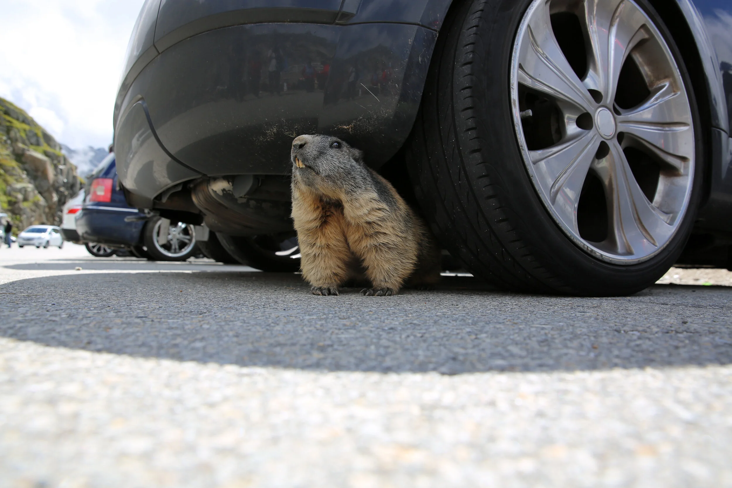 How To Prevent a Rodent From Living In Your Car